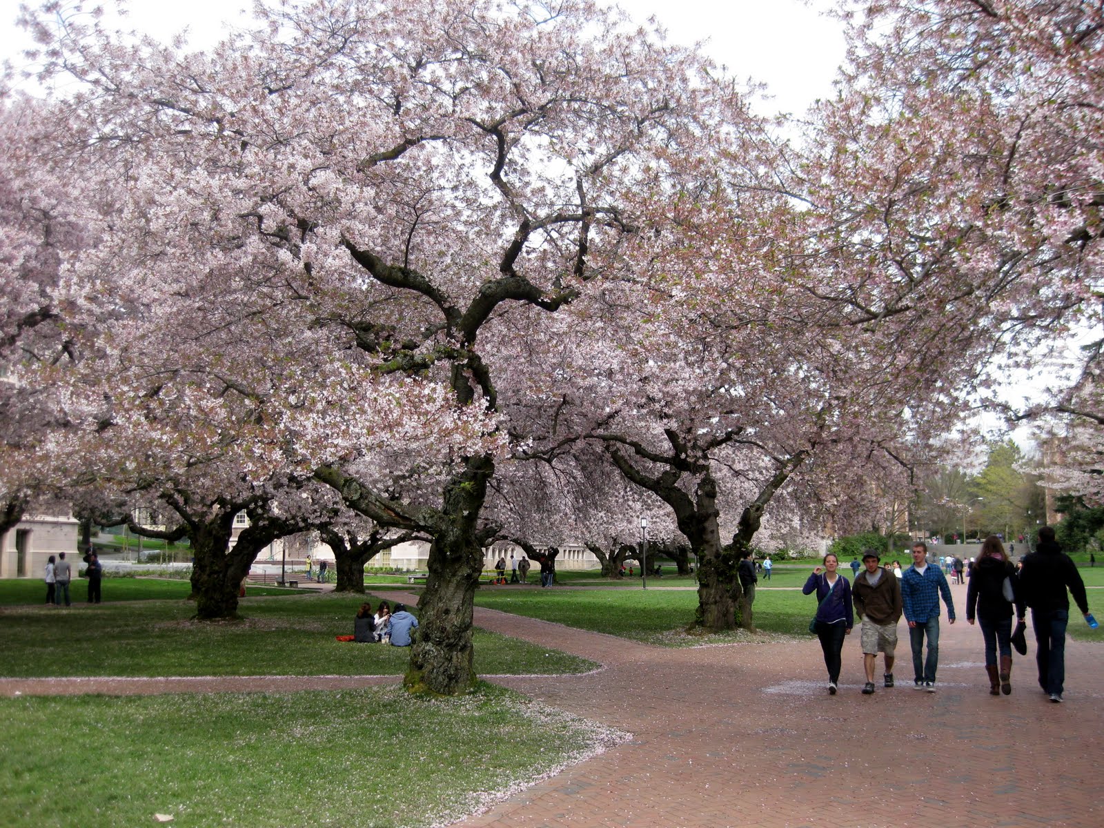 Seattle Japanese Garden Community Blog: Other Gardens: UW campus cherry ...