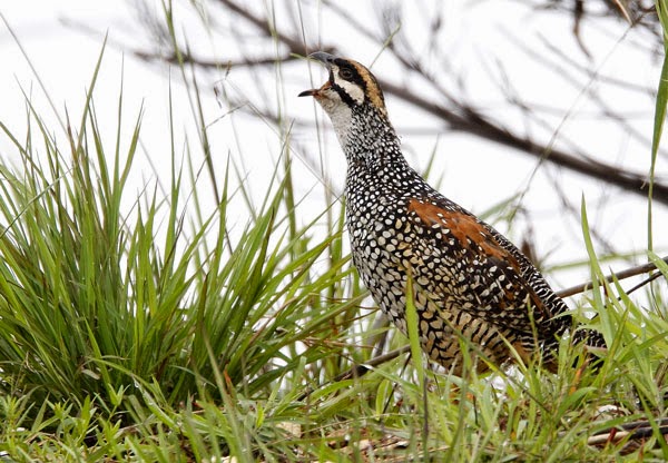 Chim đa đa - Sinh Vật Cảnh Việt Nam