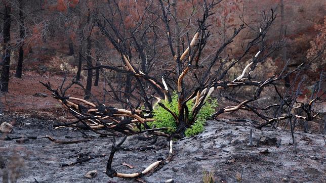 Málaga, Monte en Llamas.: EL 80% DEL BOSQUE QUEMADO EN VALENCIA SE ...