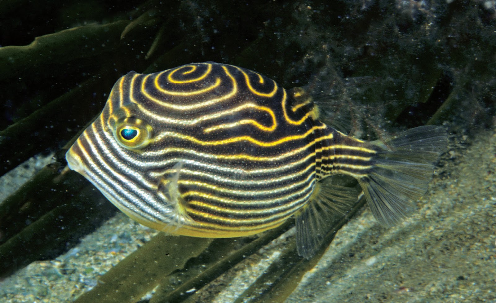 Something: Reaction-Diffusion