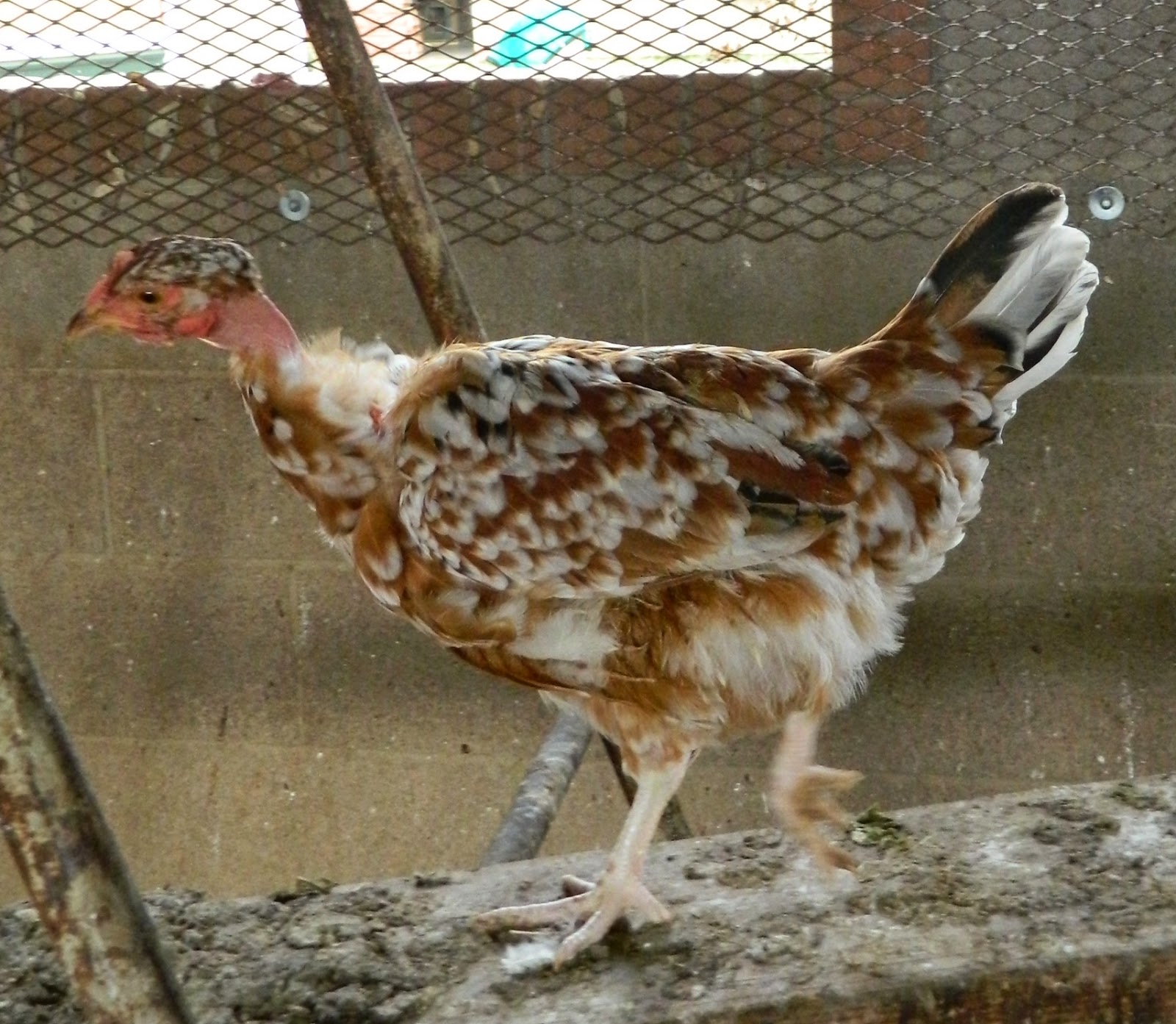 Aloha Chickens: Turken Alohas!