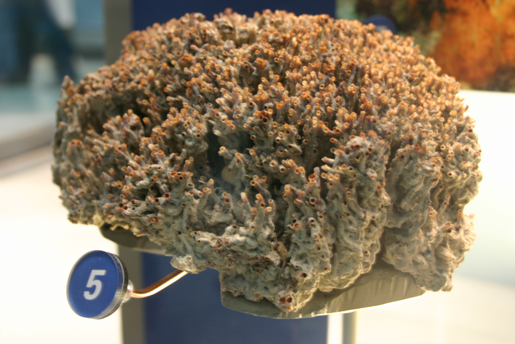 Real Monstrosities: Worm Snail