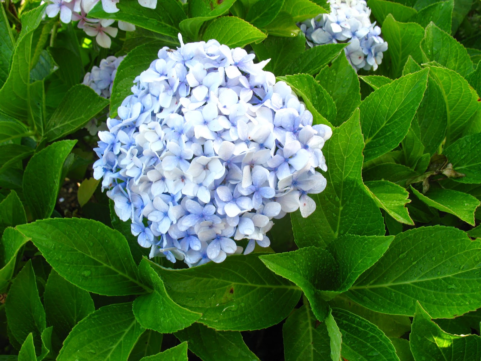 Roses du jardin Chêneland: Hydrangéa macrophylla "Otaksa