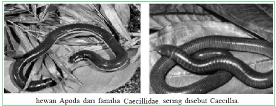 Amfibi (Amphibi) | Pengertian, Klasifikasi, Reproduksi, dan Contoh ...