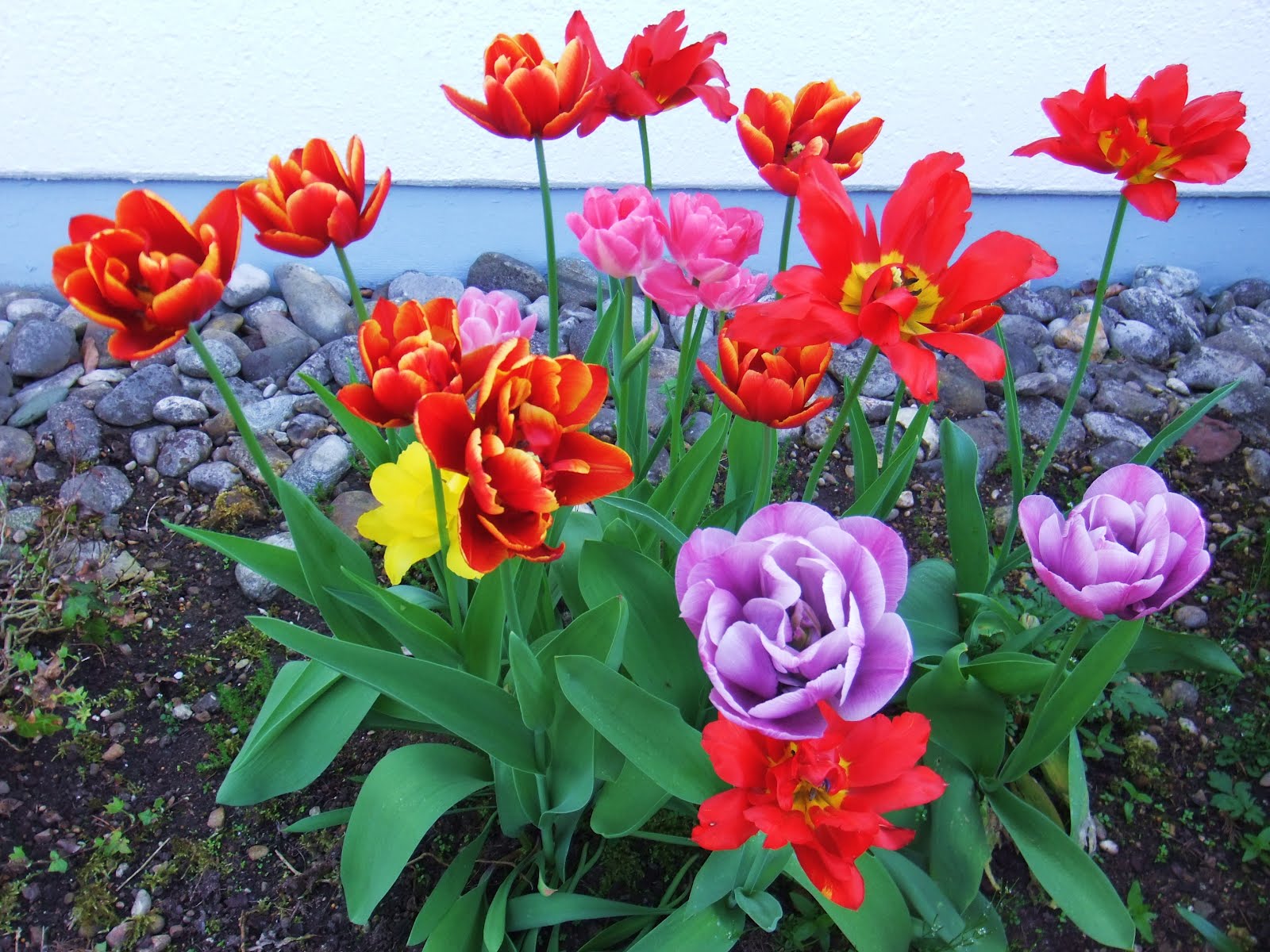 Între vis si realitate 2: Ultimele lalele