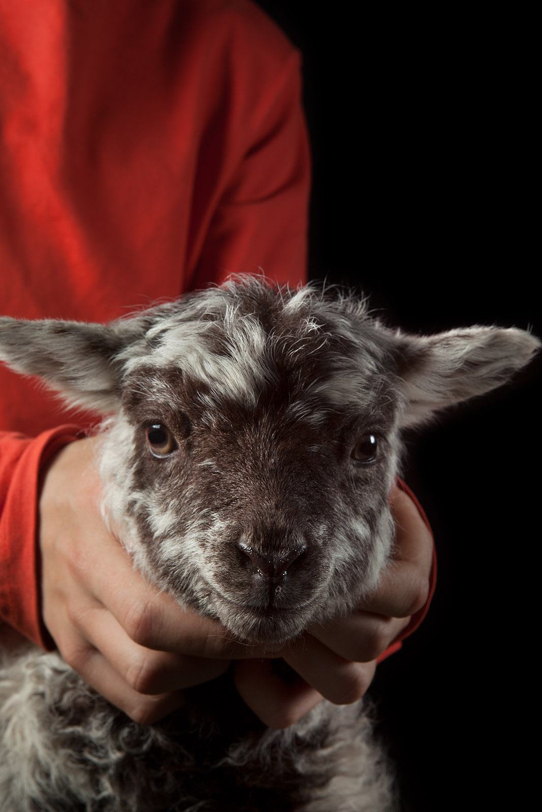 Anthony Dunn Photography: Baby Lamb Portraits