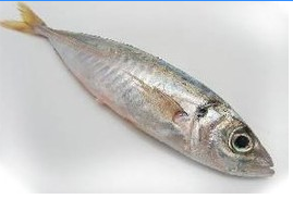 Conociendo el Mar: pez Jurel