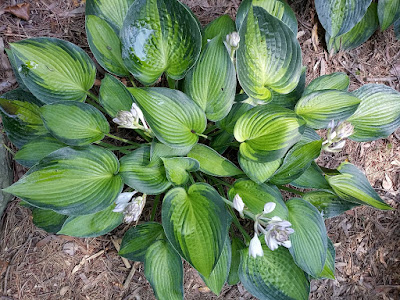 Future Plants by Randy Stewart: Hosta