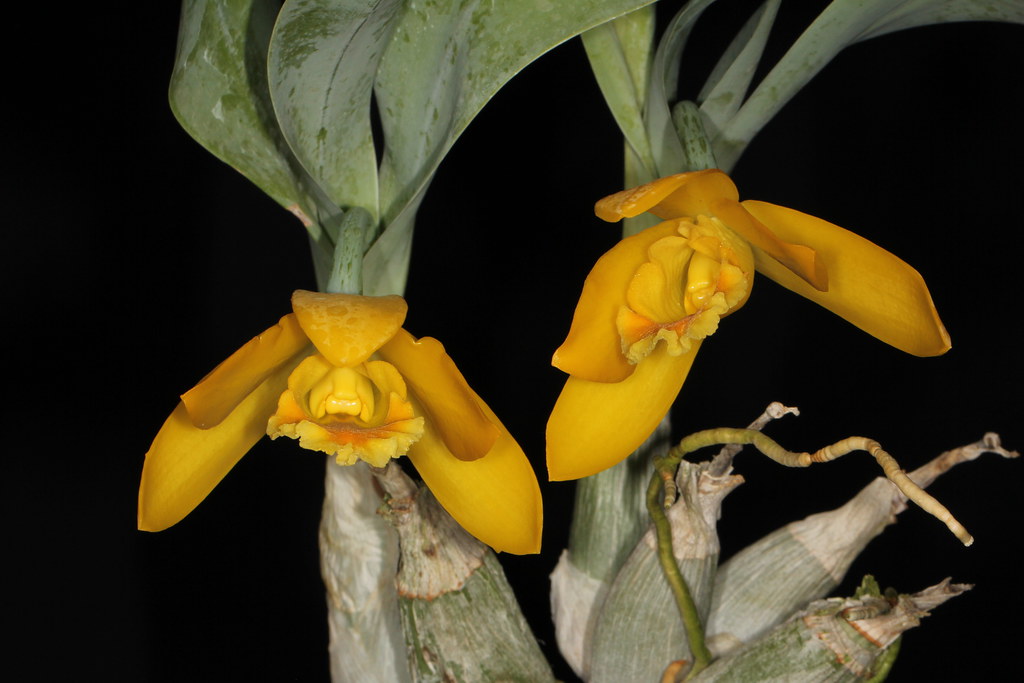 Euchile citrina care and culture | Travaldo's blog