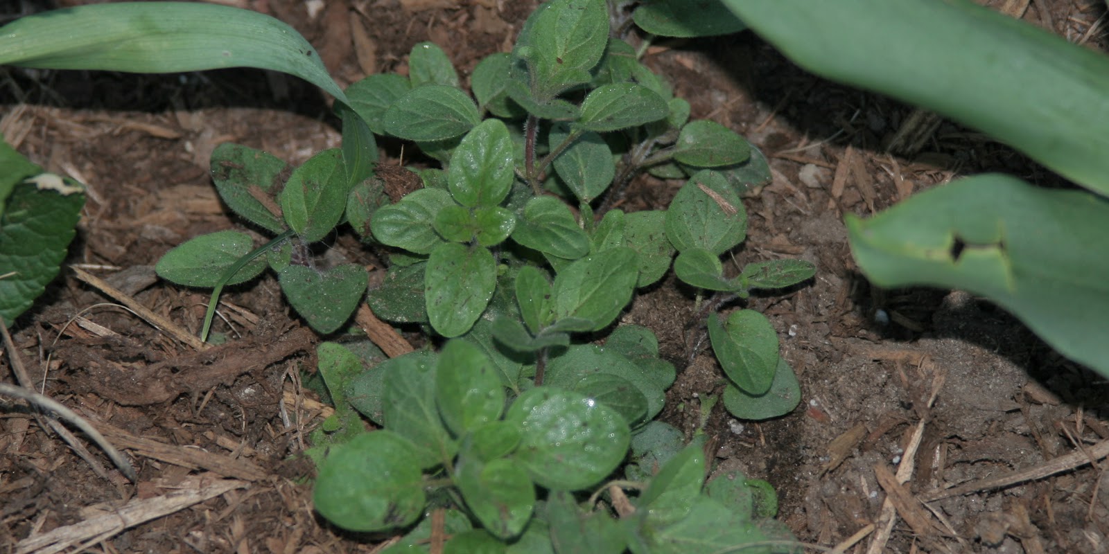 Heather's Homemaking: Easy pickings