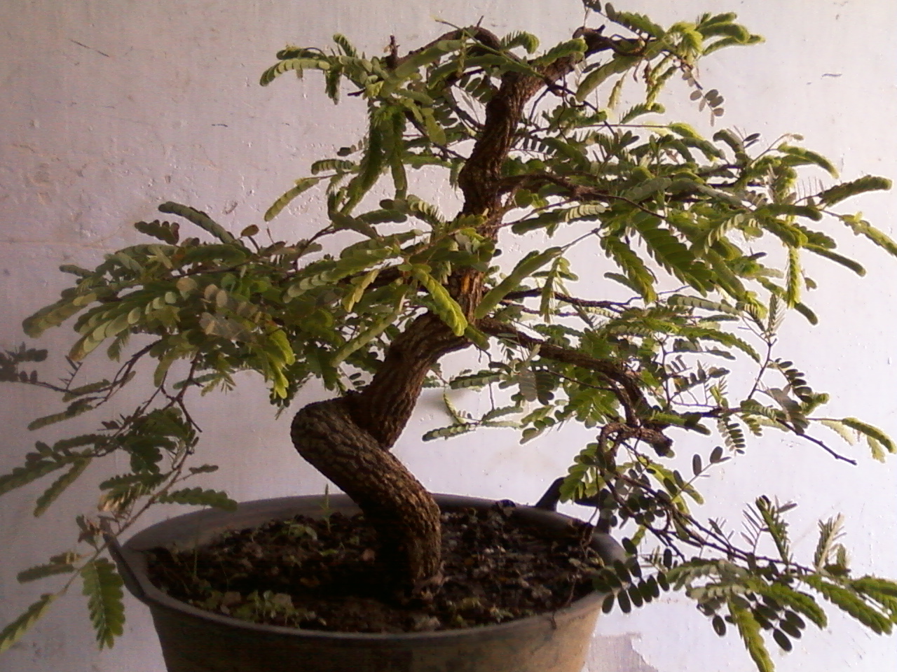 MUSTIKA AJI: Koleksi Bonsai Asem Jawa 2