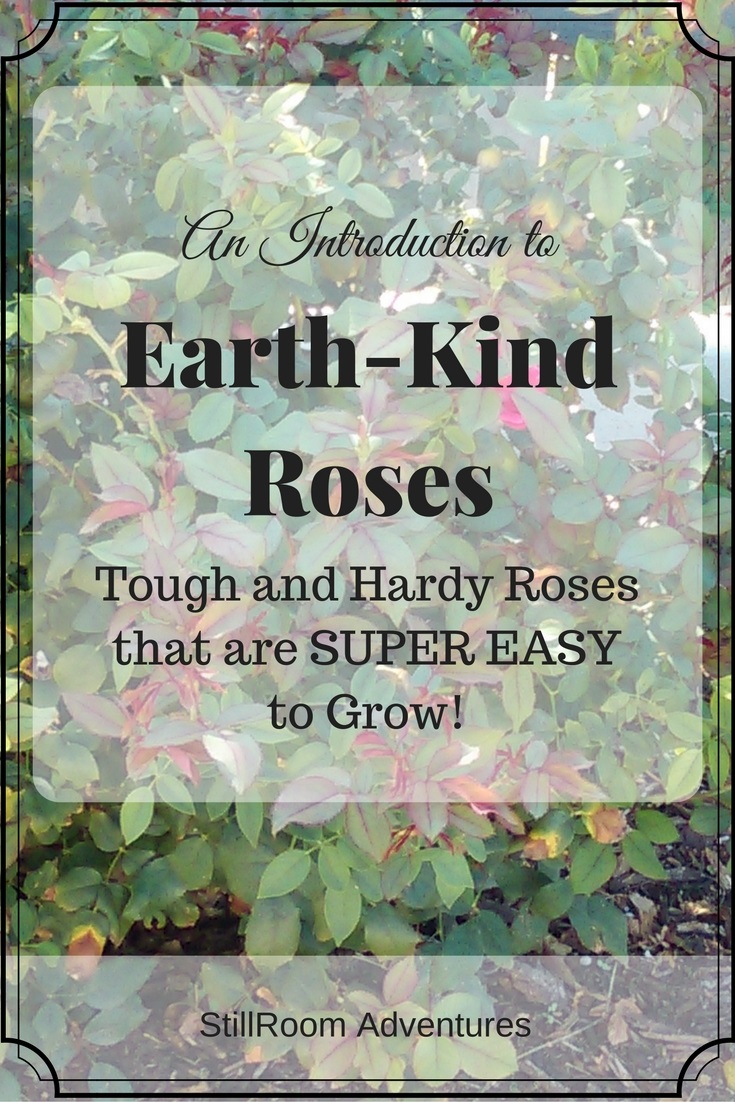 Earth-Kind Roses: An Introduction