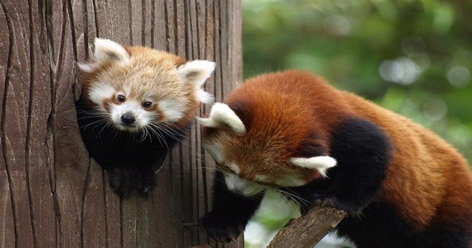 Las curiosidades y hallazgos de Rocio: Los pandas rojos Las curiosidades y hallazgos de Rocio: Los pandas rojos