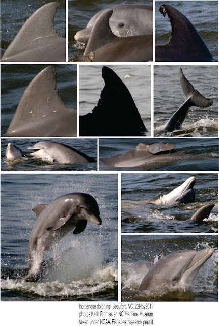 Spyhop Log: Beaufort NC Dolphins - Fabulous Photographs Showing Dorsal ...