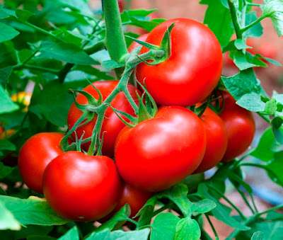 Huerto Casero de Quiquet: El tomate