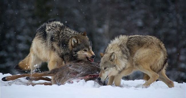 Terrierman's Daily Dose: Dominance, Submission and Evolution