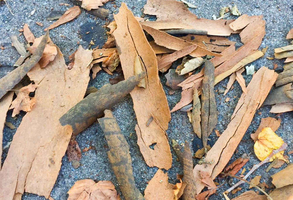 Anim8Nature: Nature in the Neighborhood: Sycamore Trees in Brooklyn