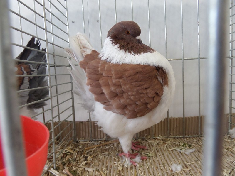 Modena Pigeon Family - Pigeons fall