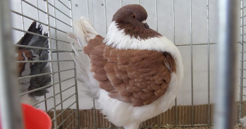 Modena Pigeon Family - Pigeons fall