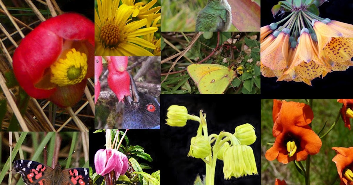HUANUCO: "Ciudad de los Caballeros de León": FAUNA Y FLORA
