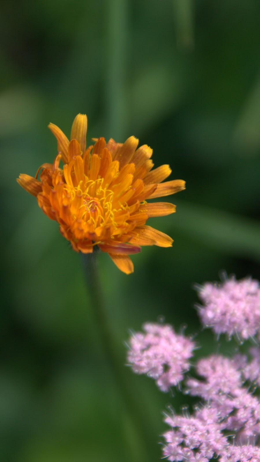 Alpenblumen: Gold-Pippau - Crepis aurea