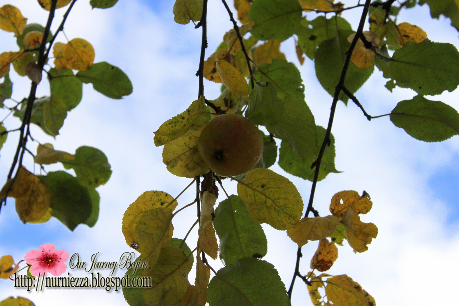 Our Journey Begins: Pokok Apple di musim luruh