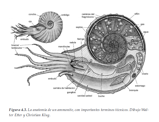 Cuaderno de campo: Sobre los Ammonites