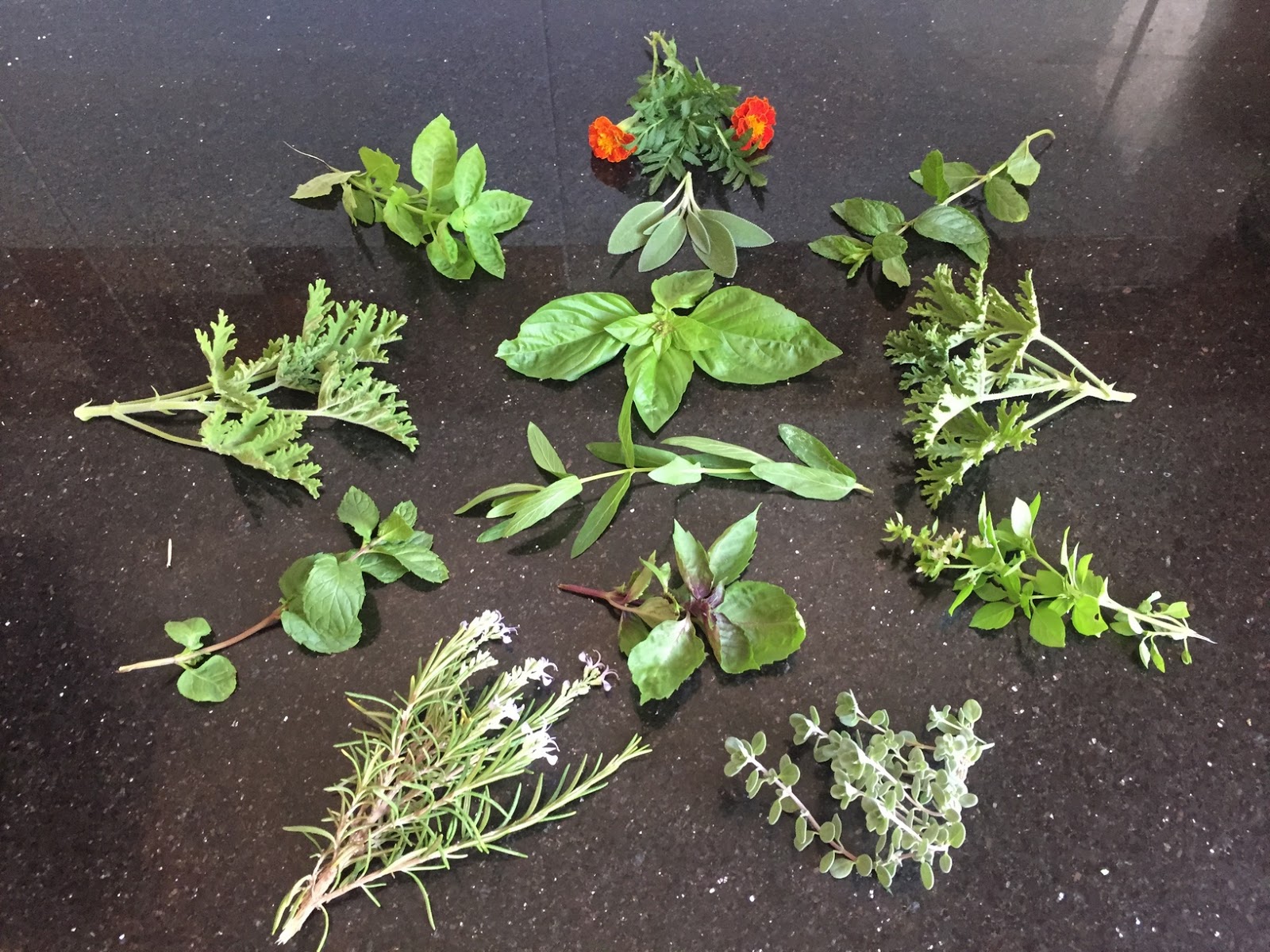 GROWING AROMATIC PLANTS AND HERBS