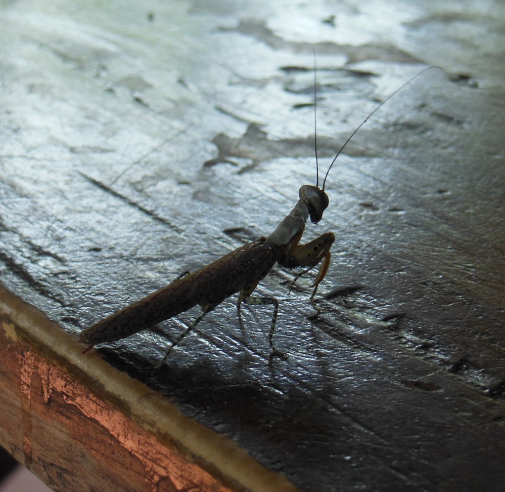Maasai-World: Insects of Kenya