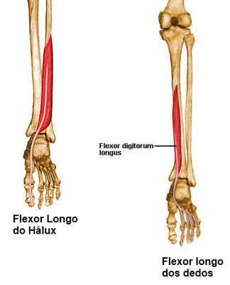 Anatomia dos membros inferiores