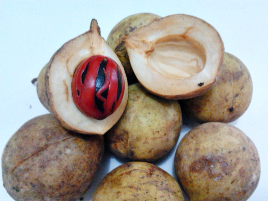BERANDA GREEN INDONESIA: Emas dari Negeri Garuda, Pala (Myristica fragrans)