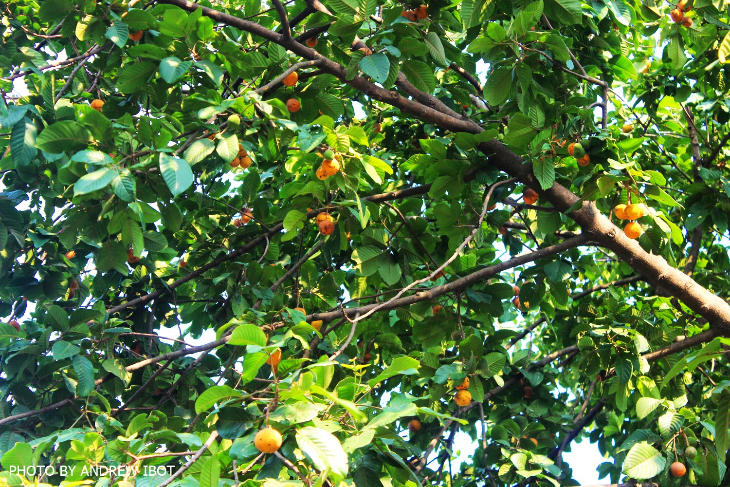 Ako si ANDREW IBOT!: Santol (Wild mangosteen)