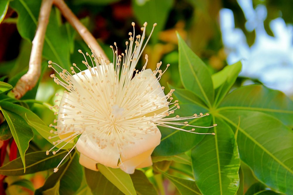 adventures of jose and nicole: december boab flowers