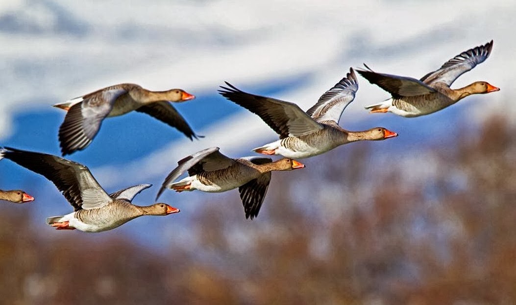 Seis Gansos: Seis Gansos, Educación para el Siglo XXI