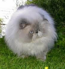 Kucing Persia Peaknose