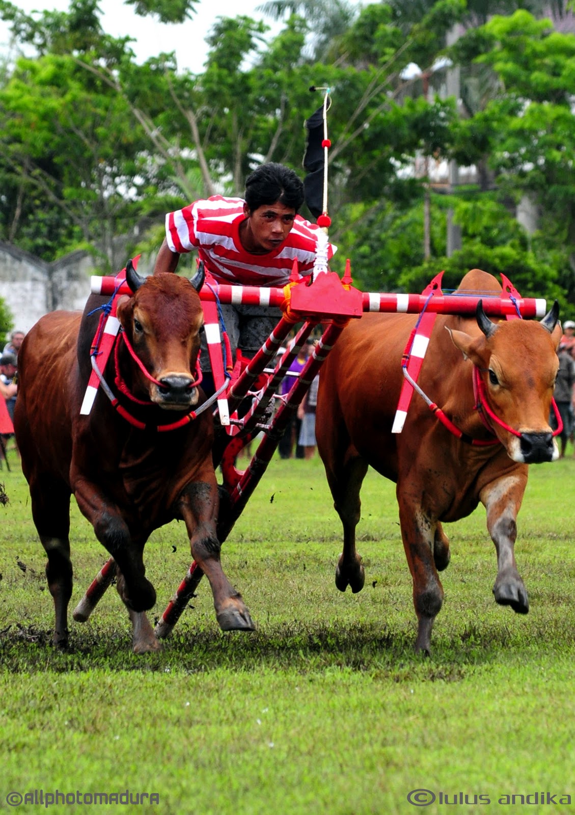 KARAPAN SAPI (MADURA)