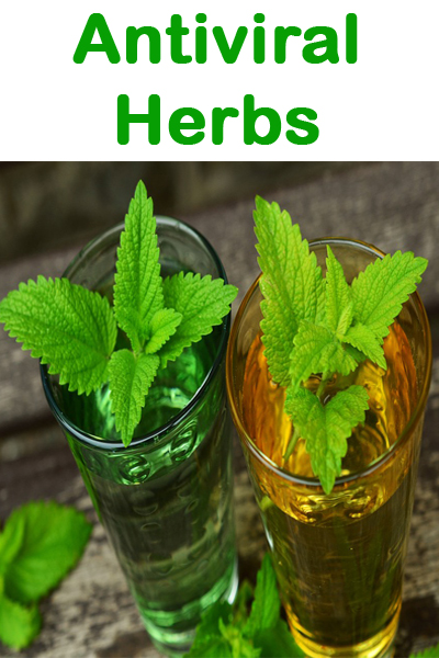 Everyday Health : Antiviral Herbs