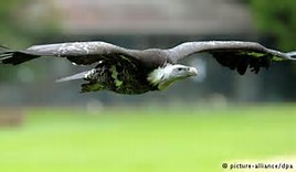 Tai Ni Ndege, Ana Mambo Saba (7) Tofauti Na Ndege maajabu makubwa haya ...