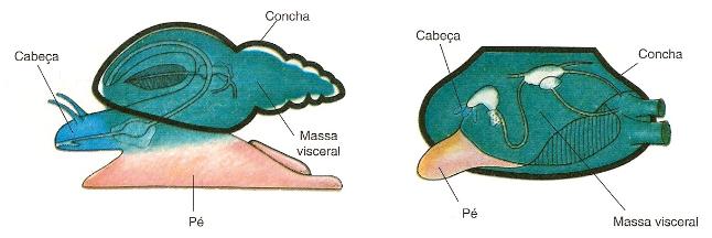Aprendendo Biologia: Moluscos