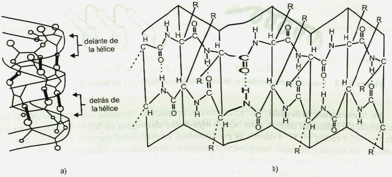 Apuntes de Bioquímica: Proteínas (II). Resumen de las estructuras de ...