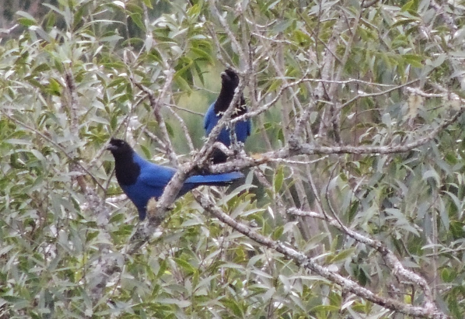 Observando Aves: Gralha Azul