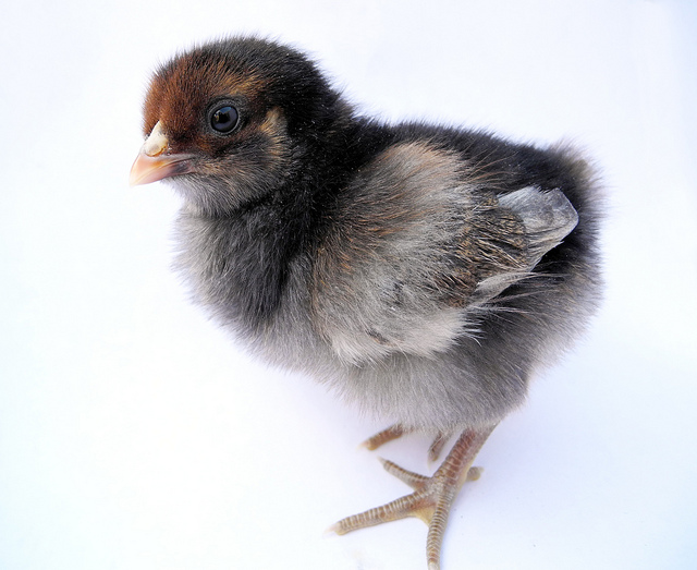 Lexicolatry: Chick - A Bird, Young Bird, Or Child