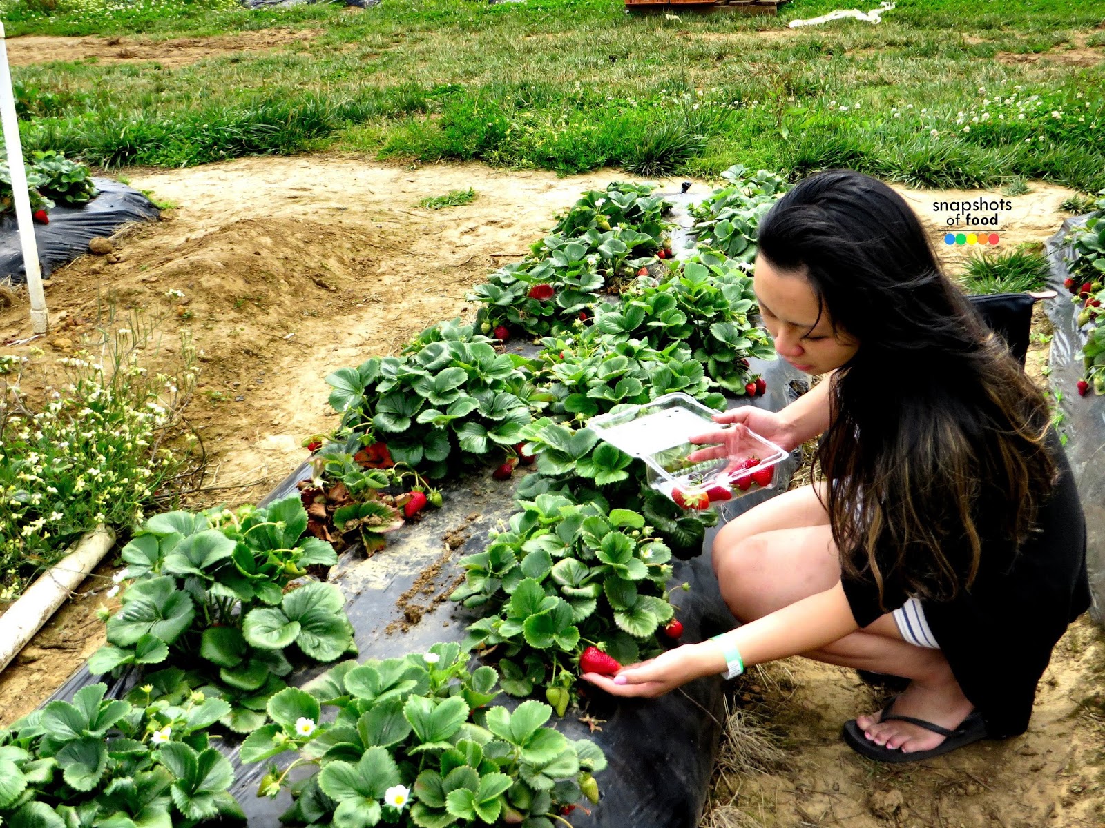 Sunny Ridge Strawberry Farm | Mornington Peninsula