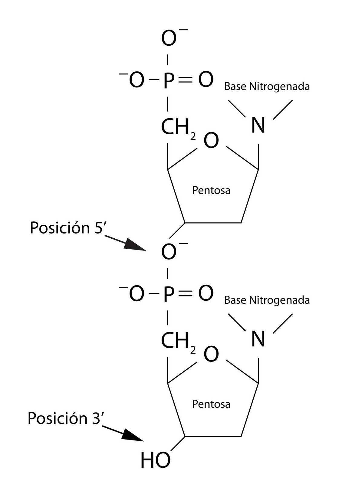 el moderno prometeo: Información genética: estructura del ADN y ARN