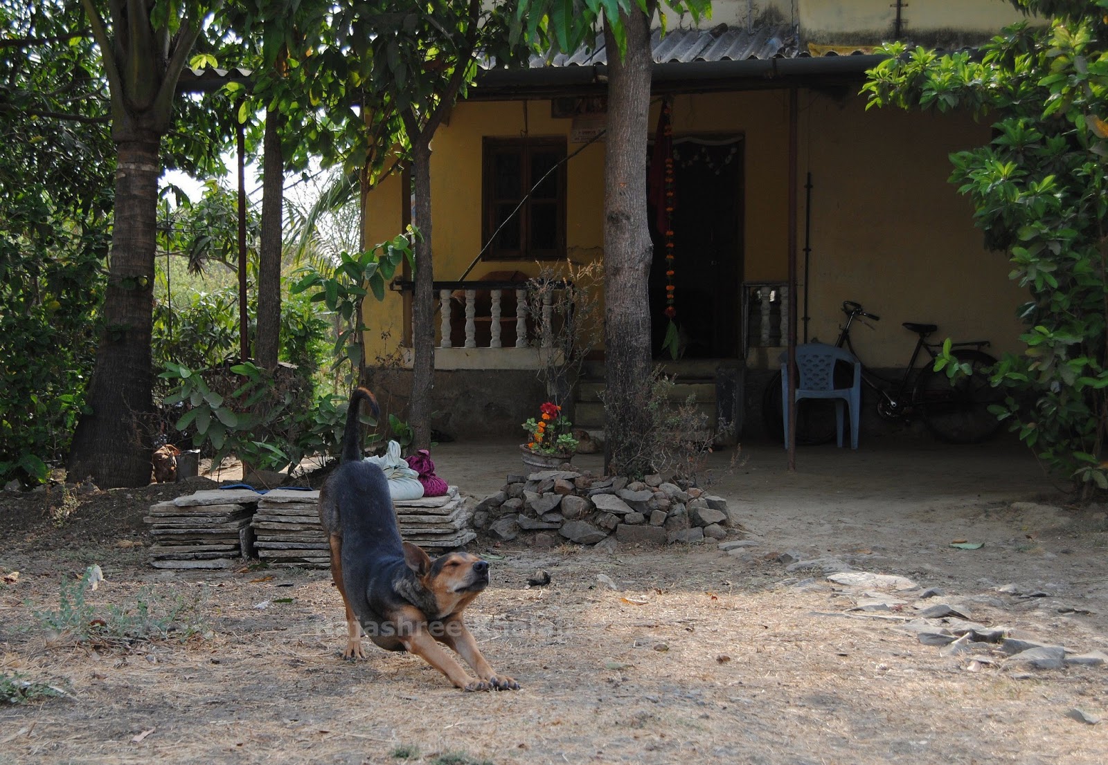 Are you a Primitive Dog fan?: Village dogs of the Konkan coast