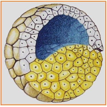 BIOLOGI GONZAGA: FASE EMBRYONIK HEWAN - MANUSIA