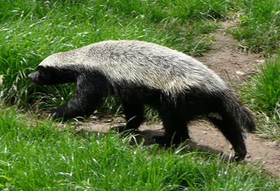 Synapsida: Weasels Digging Holes: American and Honey Badgers