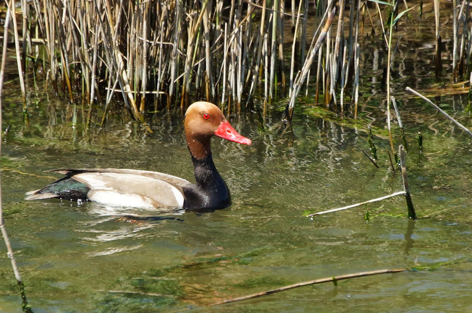 Pasión por las aves: Pato colorado.(Netta rufina)