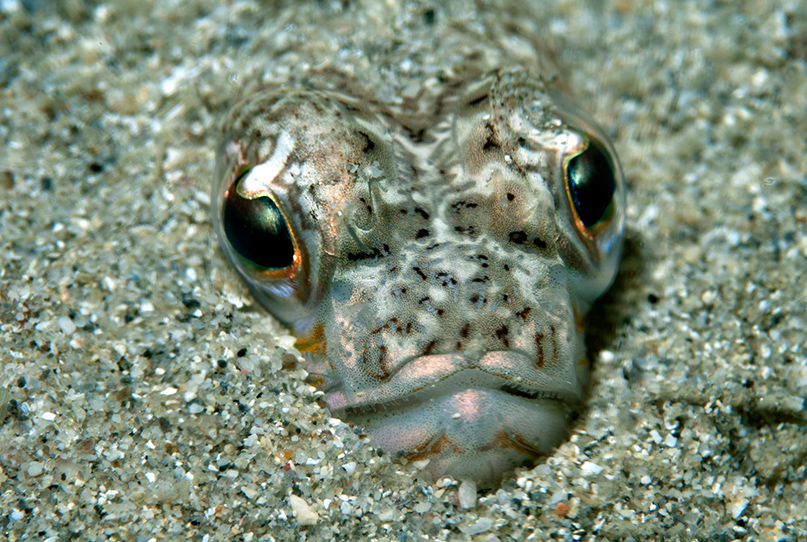 Federosub Blog FotoSub Fotografia Subacquea Bologna: maggio 2013