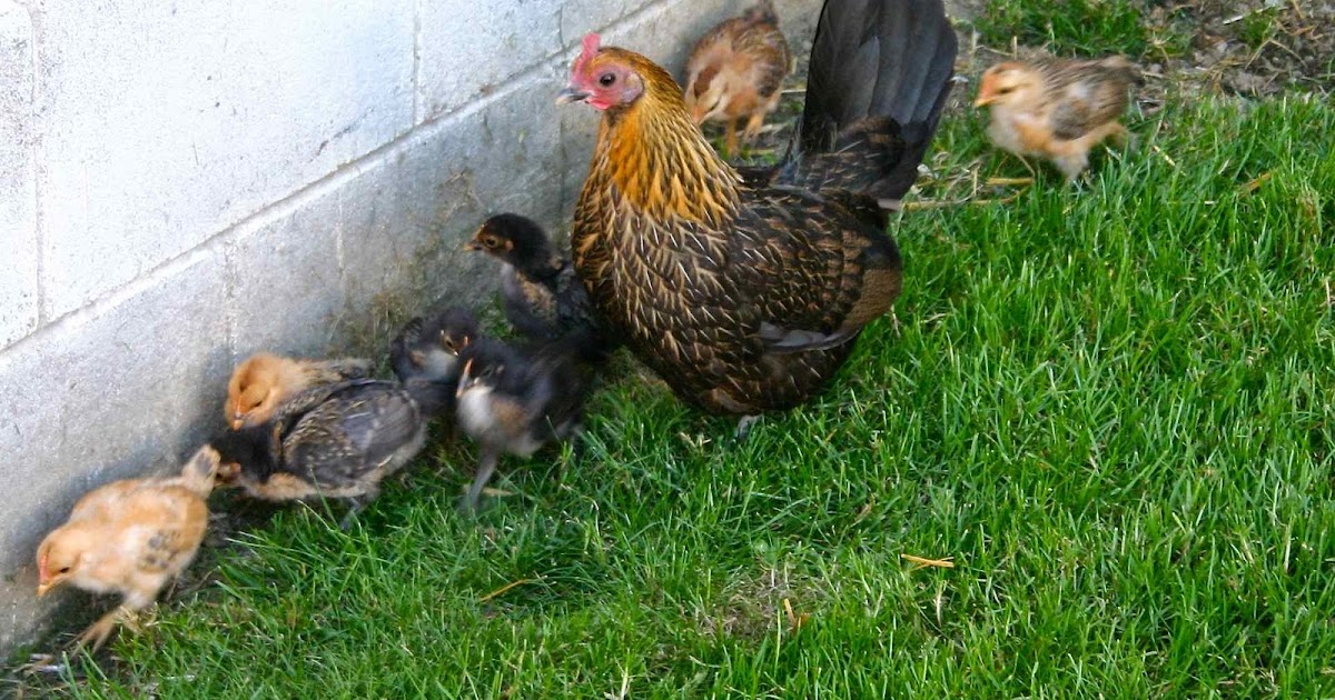 Life in the Middle Ages: Chicken and egg in the Middle Ages